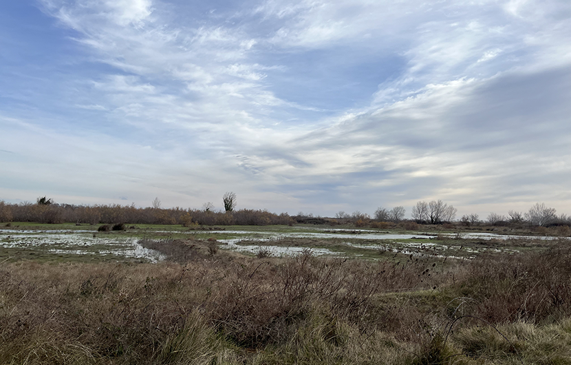 Nature 2050 : Visite des Marais du Vigueirat | CDC Biodiversité